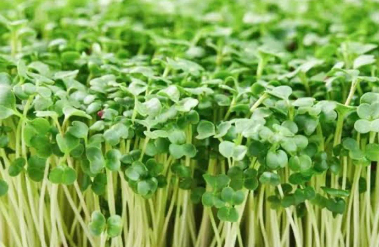 Radish white – Tiny Harvest